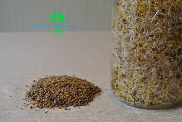 Sprouts: These Tasty Gems Contain Nutrients that Detoxify, Fight Cancer ...